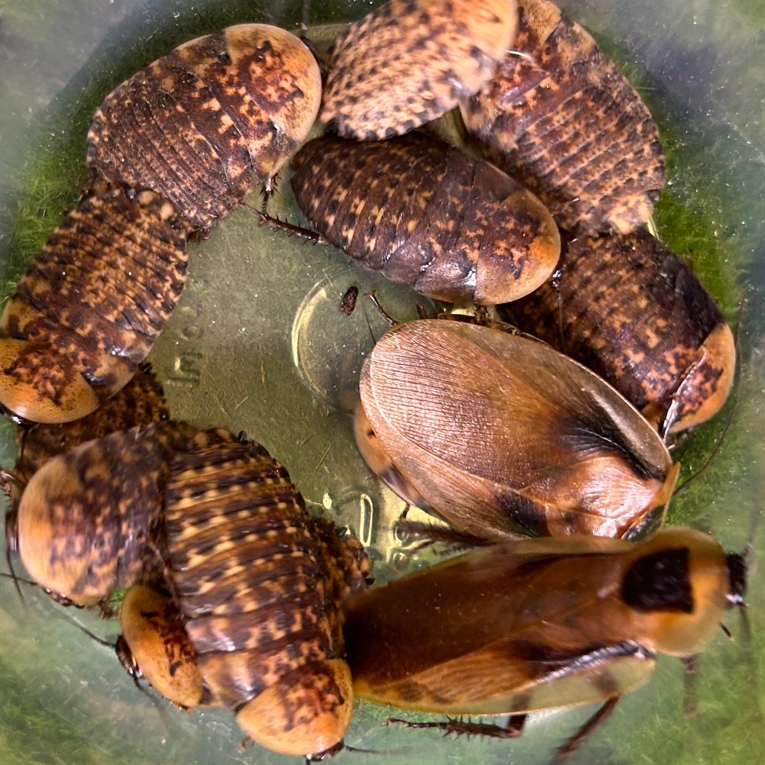 Discoid roaches – B.N Exotics